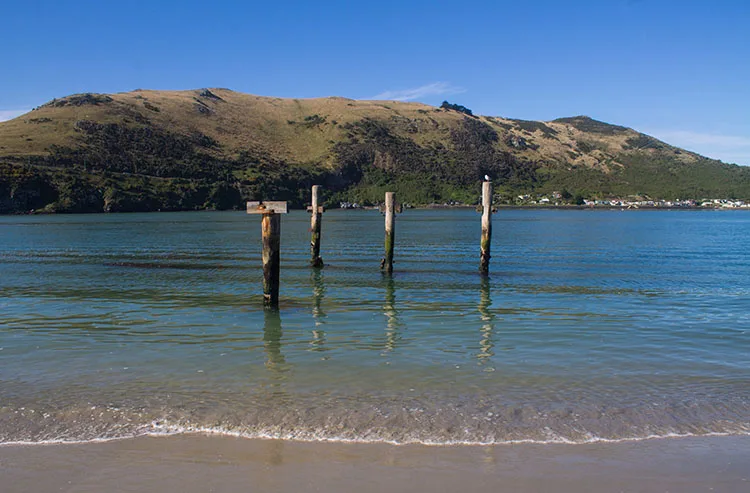 26 of the Best Beaches in Dunedin - See the South Island NZ Travel Blog