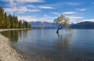 Glendhu Bay, Wānaka - See the South Island NZ Travel Blog