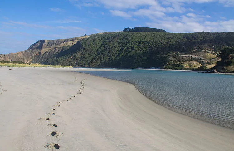 26 of the Best Beaches in Dunedin - See the South Island NZ Travel Blog