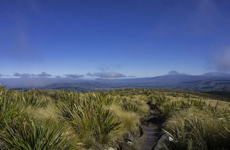 Hiking the Pineapple Track / Flagstaff Nature Reserve, Dunedin - See ...
