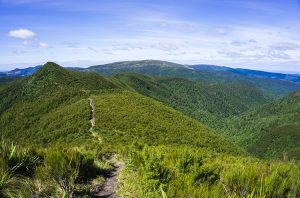 18 of the Best Walks in Dunedin (For All Fitness Levels) - See the ...