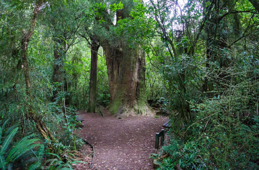 The Big Tree Walk, Peel Forest - See the South Island NZ Travel Blog