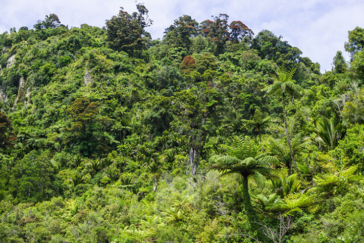 10 of the Best Things to Do in Punakaiki - See the South Island NZ ...