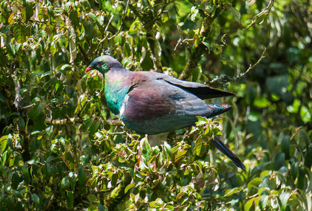 A Scenic Drive Through the Buller Gorge: The Best Places to Stop - See ...