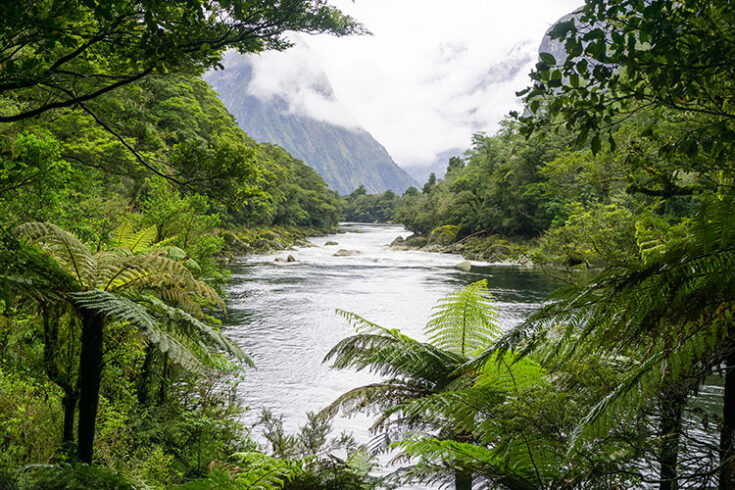 Milford Track Day 4: Dumpling Hut to Milford Sound / Te Anau - See the ...