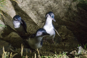 Seeing Little Blue Penguins in Dunedin - See the South Island NZ Travel ...