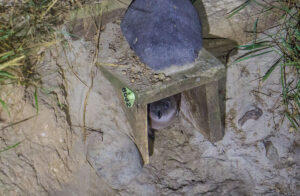 Seeing Little Blue Penguins in Dunedin - See the South Island NZ Travel ...