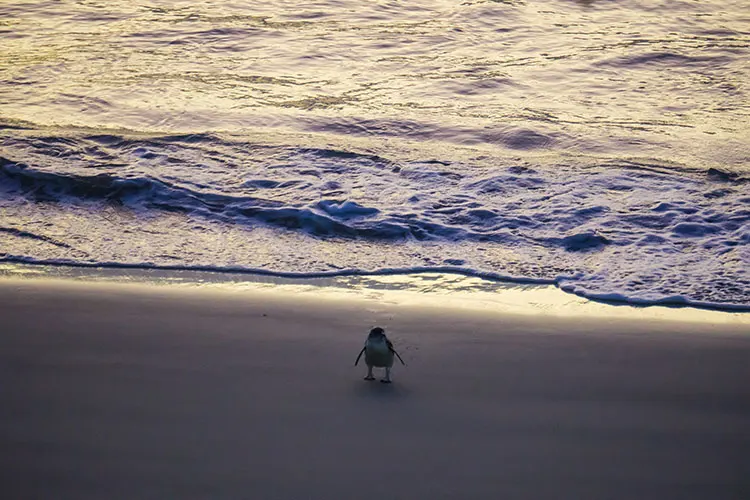 Seeing Little Blue Penguins in Dunedin - See the South Island NZ Travel ...
