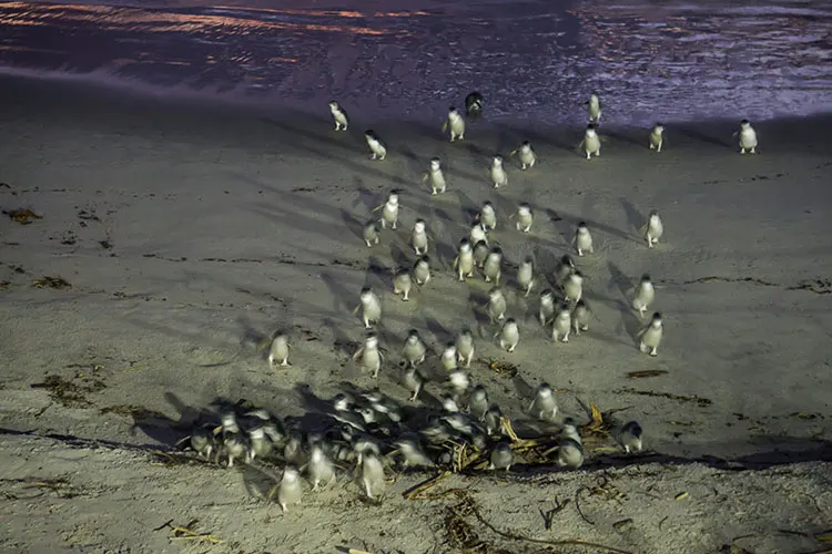 Seeing Little Blue Penguins in Dunedin - See the South Island NZ Travel ...