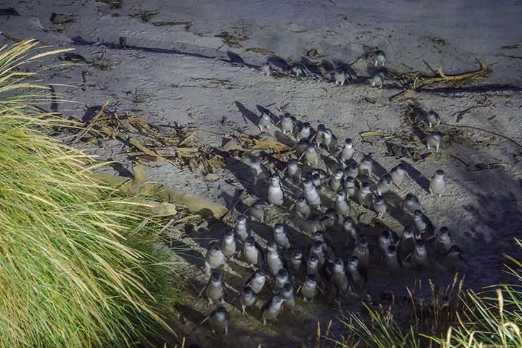 Seeing Little Blue Penguins in Dunedin - See the South Island NZ Travel ...