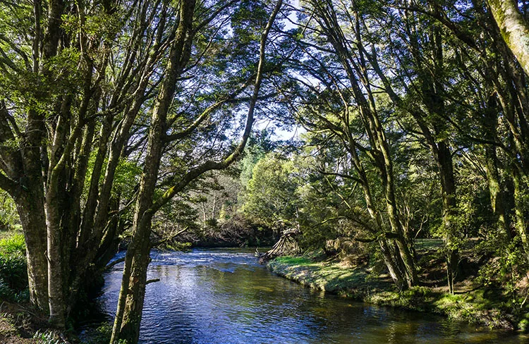 10 of the Best Things to Do in Owaka - See the South Island NZ Travel Blog